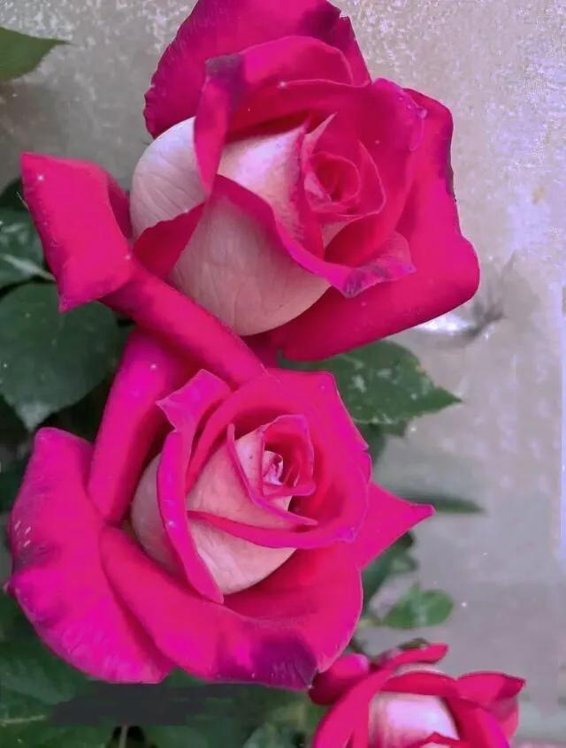 Monica Bellucci Rose - iNEWS