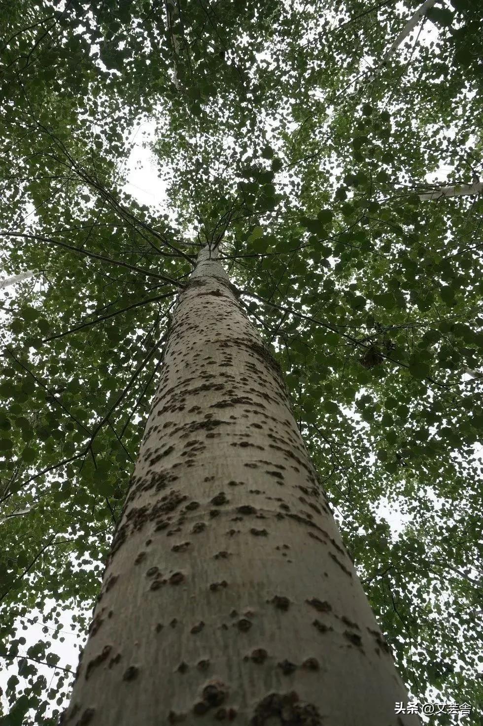 Popular Science Series of Native Tree Species 4: Poplar - Giant of ...