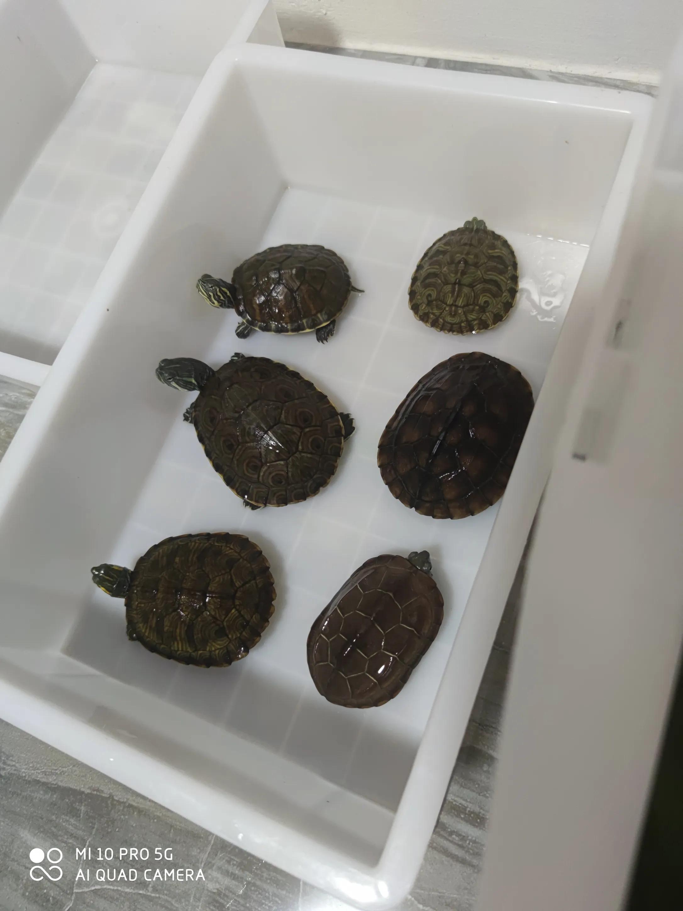 Introduce Chinese tortoises, explain the precautions for feeding ...