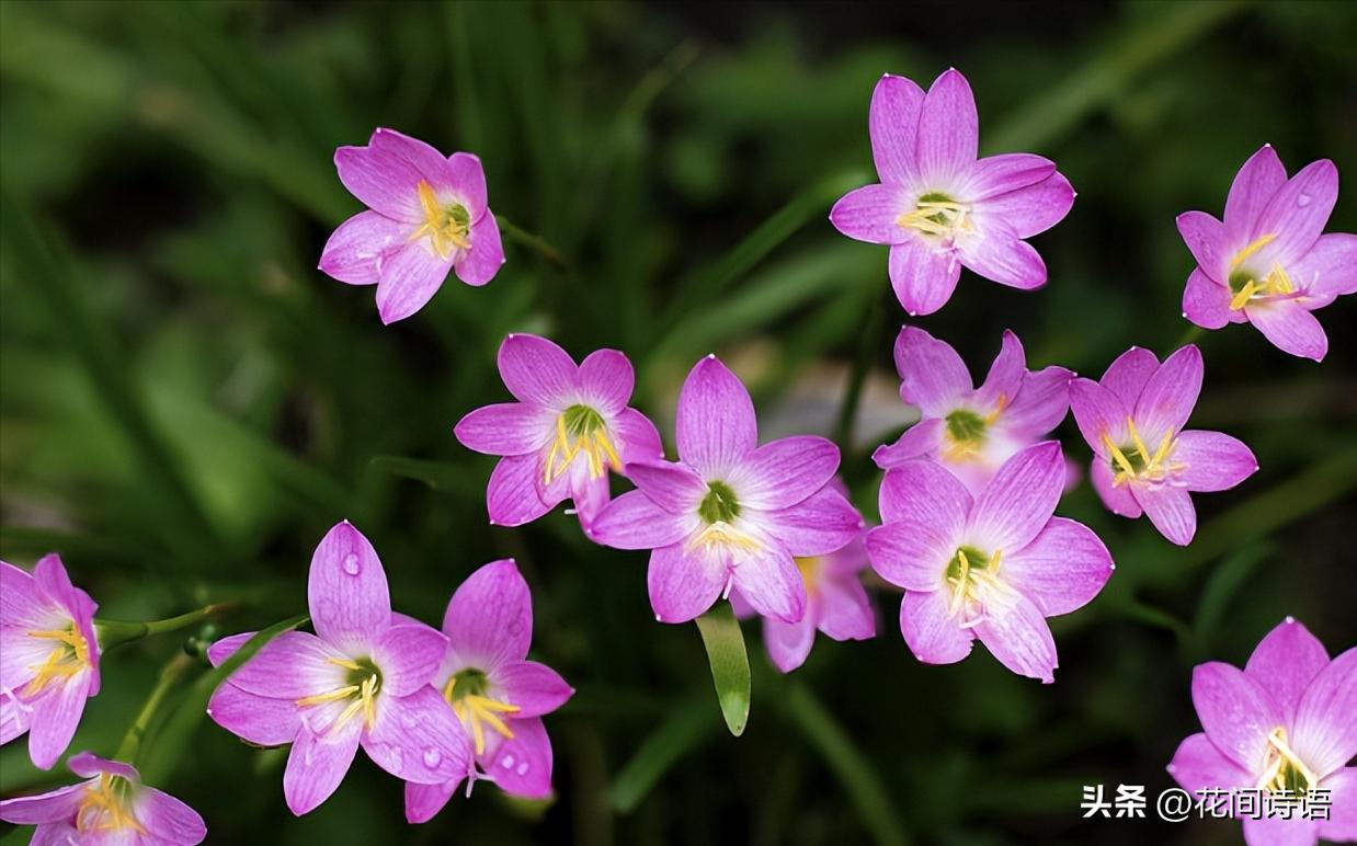 Several kinds of "flowering machines" that are "common but not named ...