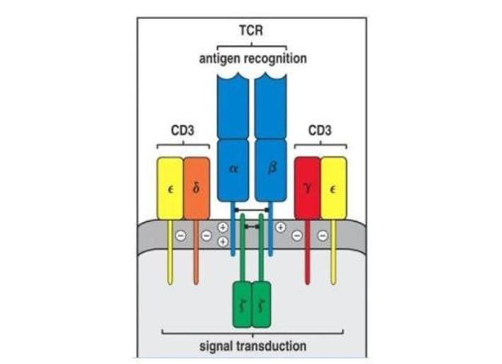 Research progress of TCR-T cell therapy technology - iNEWS