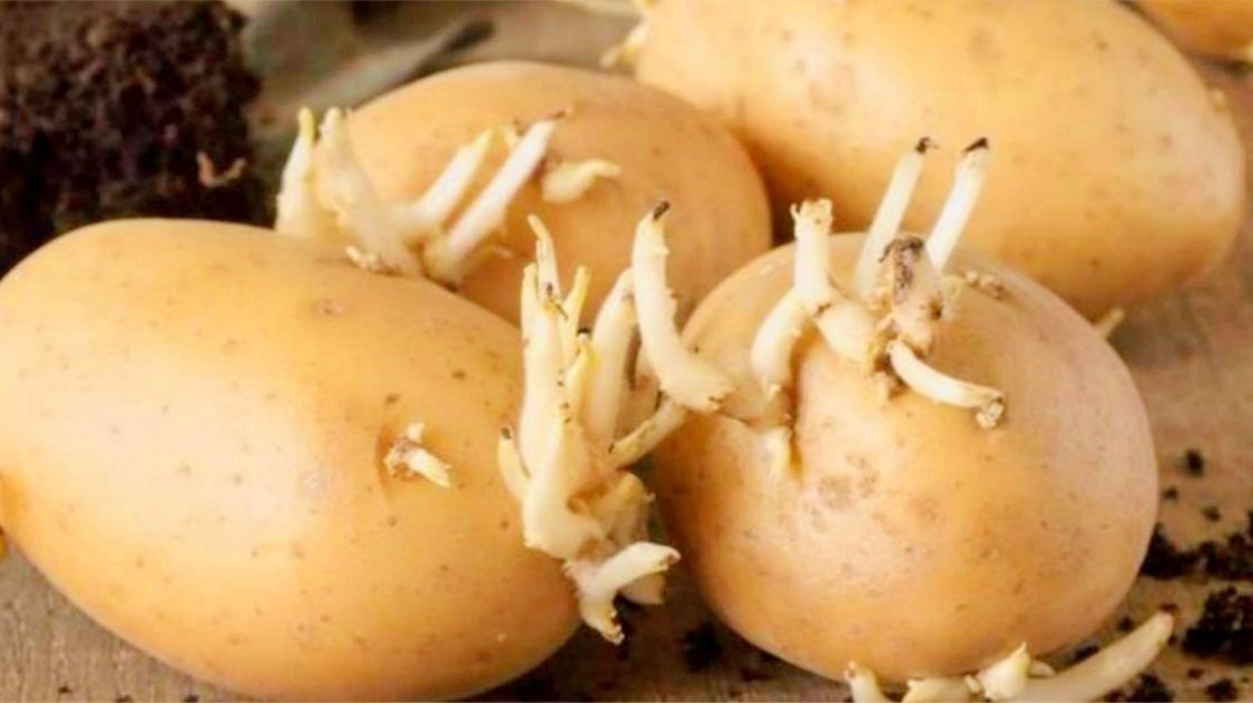 Why Are Potatoes Called "Devil Plants"? - iMedia