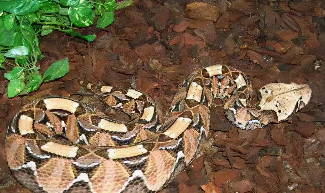 What is the snake with the longest fangs? - iMedia