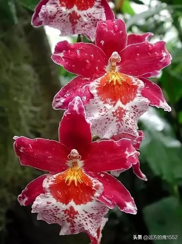 amazing plants - iNEWS