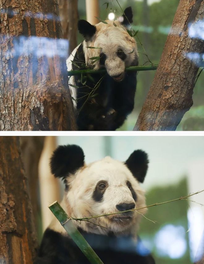 Panda Yaya: a 20-year-old man, skinny, had several miscarriages, and ...
