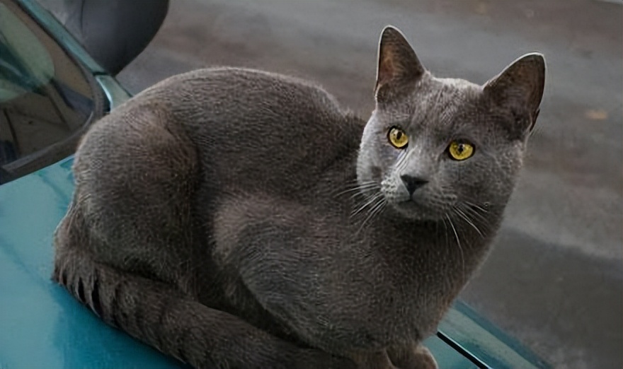 What kind of cat is a charter cat - iNEWS