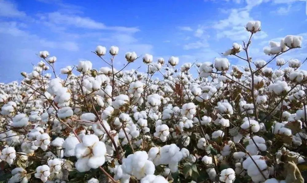 Indian textile companies complain about Vietnam's textile prospects ...