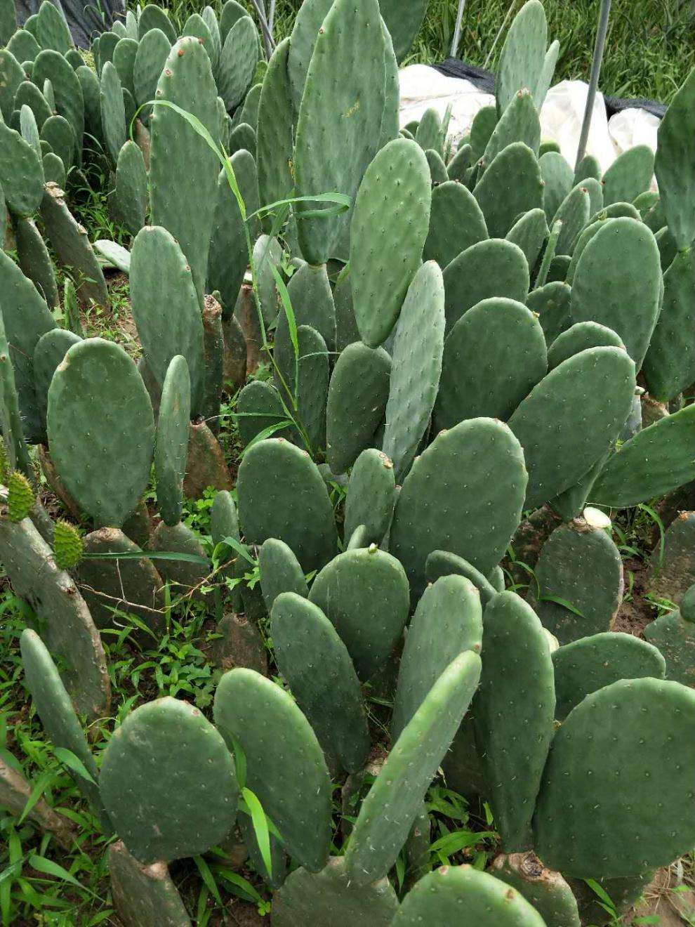 The ornamental plant in our eyes is a must-have "cabbage" in foreign ...