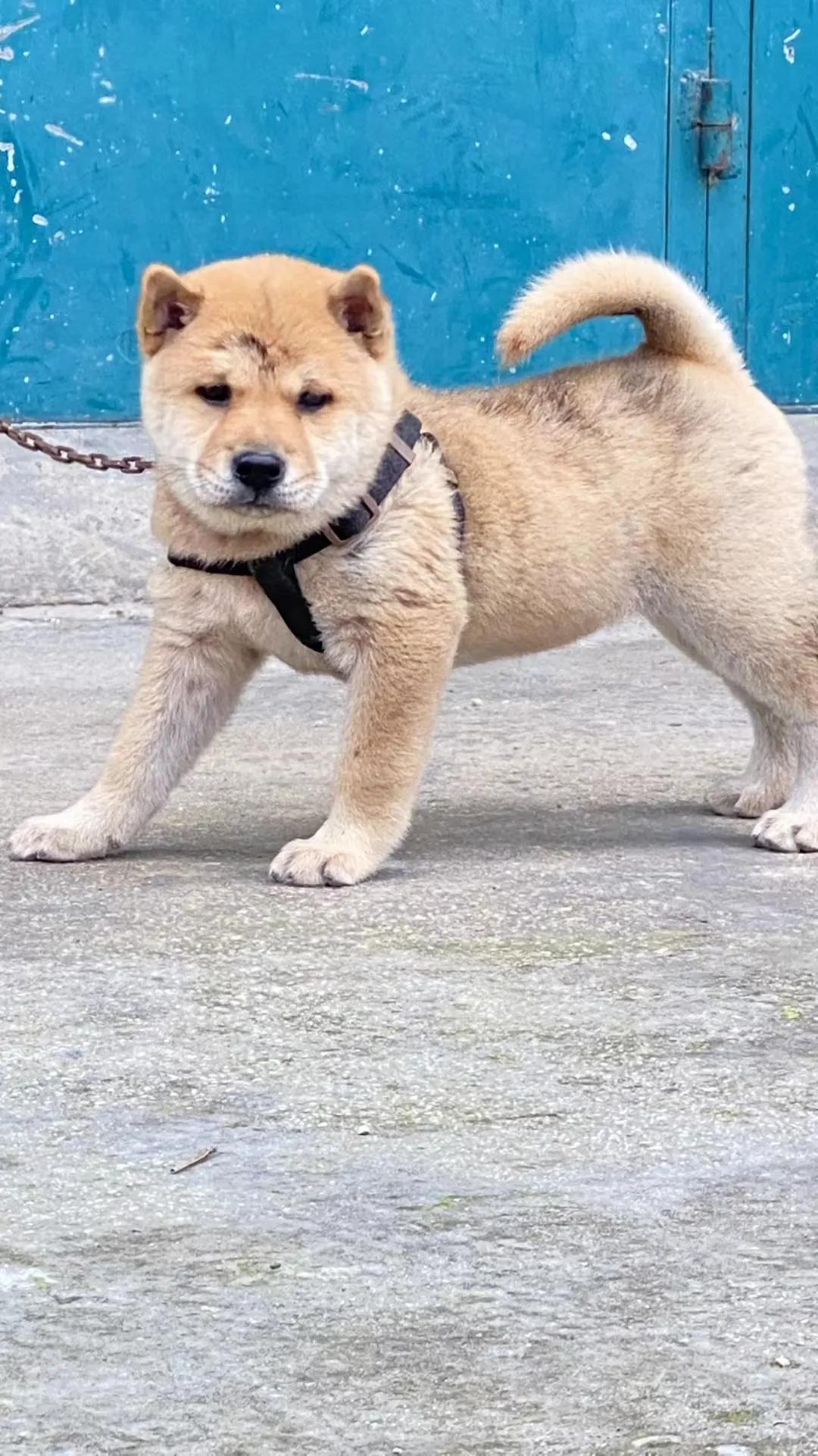 Chinese pastoral dog - iMedia
