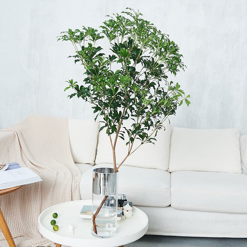One Wood One Forest Lady's New Favorite—Ma Zuimu - iNEWS