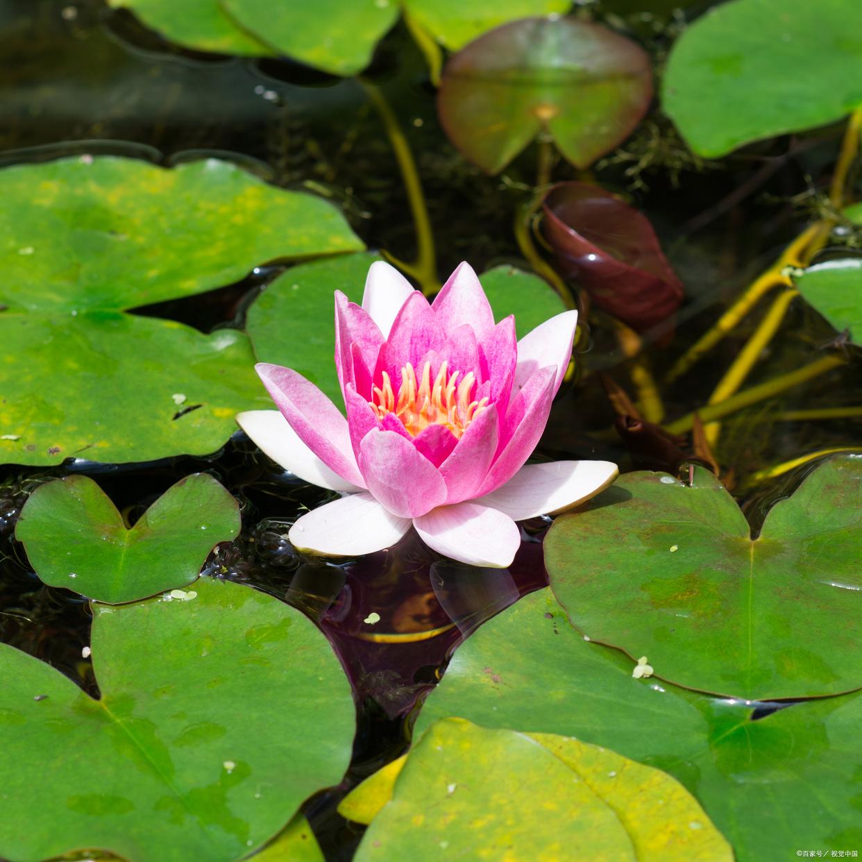 How to raise the bowl lotus after it germinates? Do these things well ...