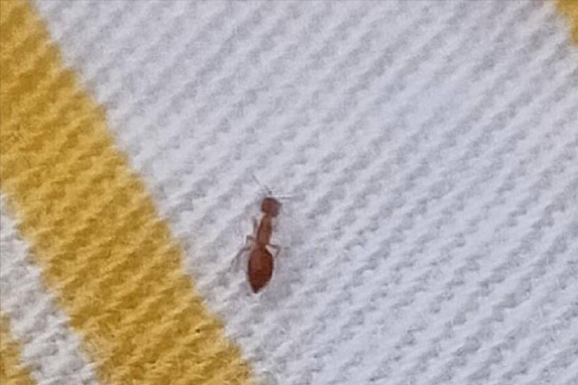 What's up with the tiny red ants on the bed? How to deal with small red ...