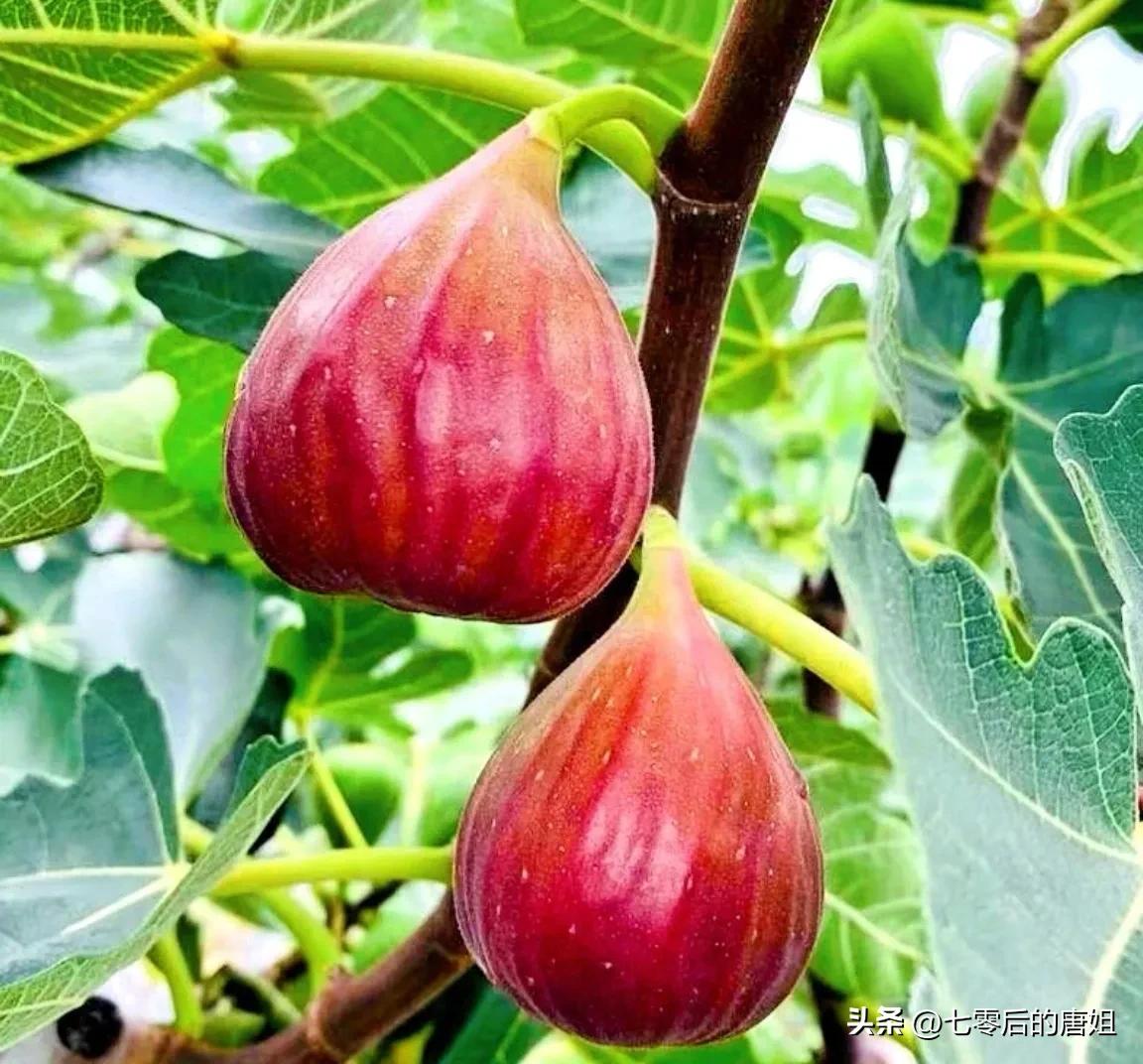 Nutritious and delicious figs - iNEWS