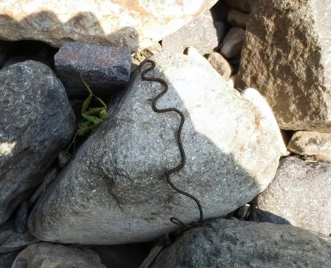 How scary are iron worms?Can you control humans?Uncovering the truth ...