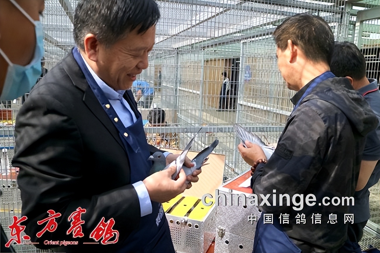 Flying two one-loft ace pigeon champions in one year, Shanghai famous ...