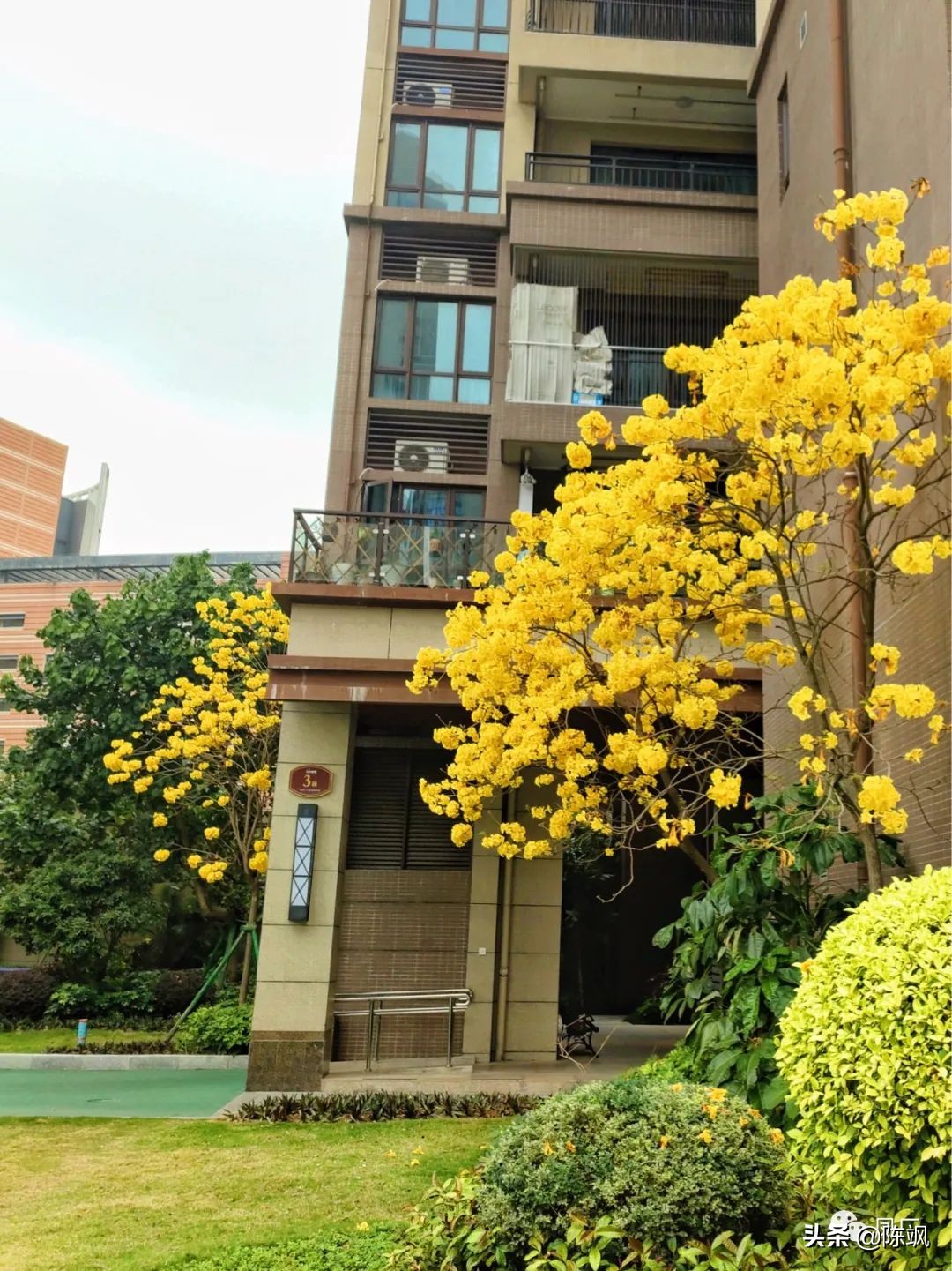 Ronggui, Shunde: Yellow Suzuki blooms in Phoenix Bay - iNEWS