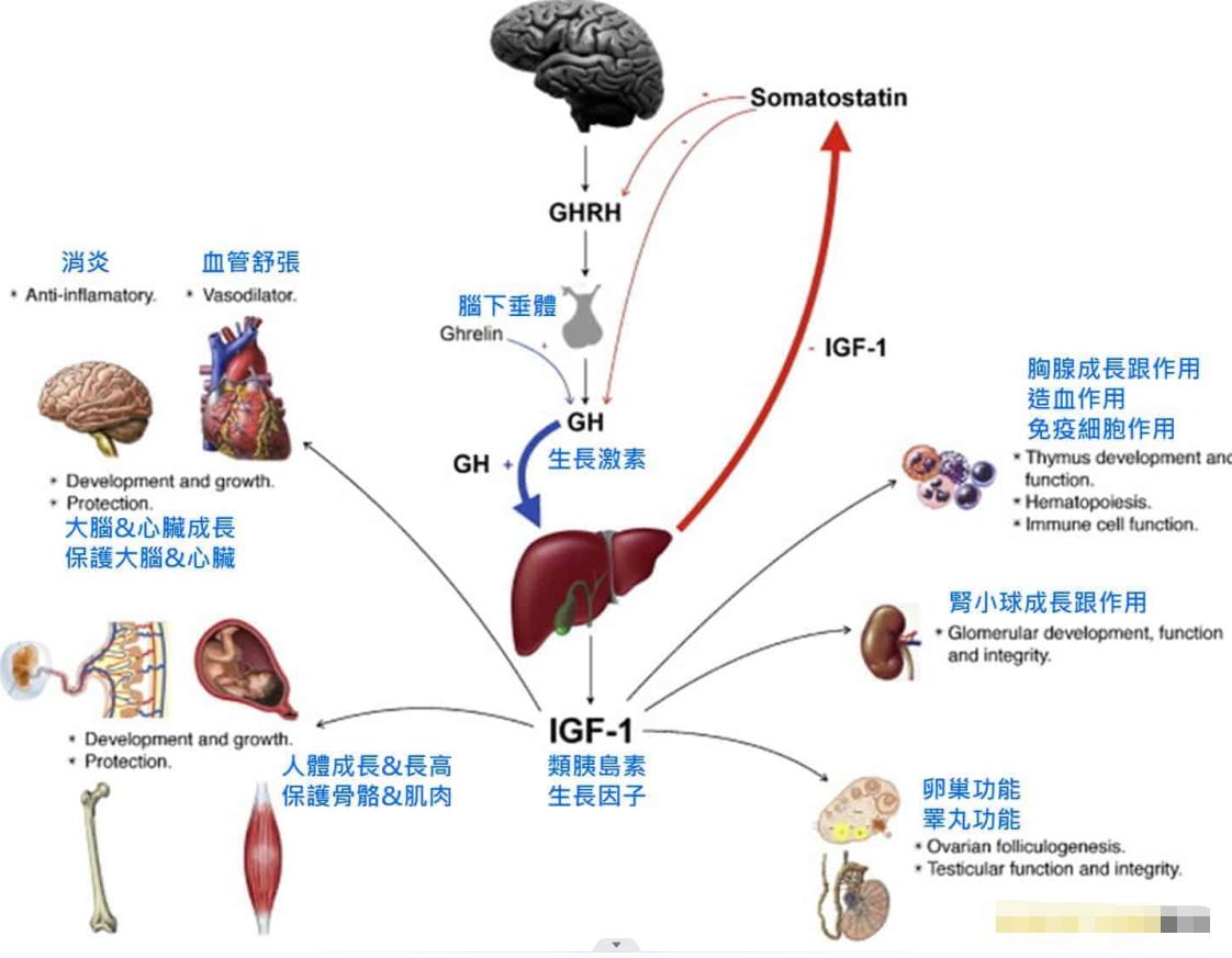 There is a pump feeling = muscle growth?What is the meaning behind ...