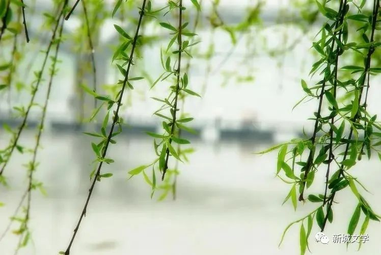 The Story of the Willow Tree (Poems) - iMedia