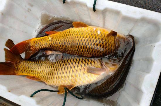 Carp is a hard dish for New Year's Eve in the north, but it is ...