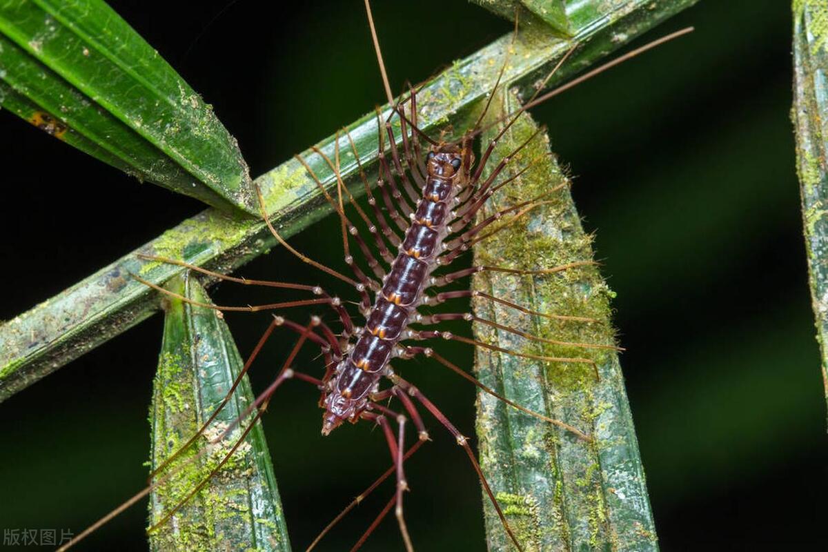 What kind of animal is a gnat, is it a centipede, and why do many ...