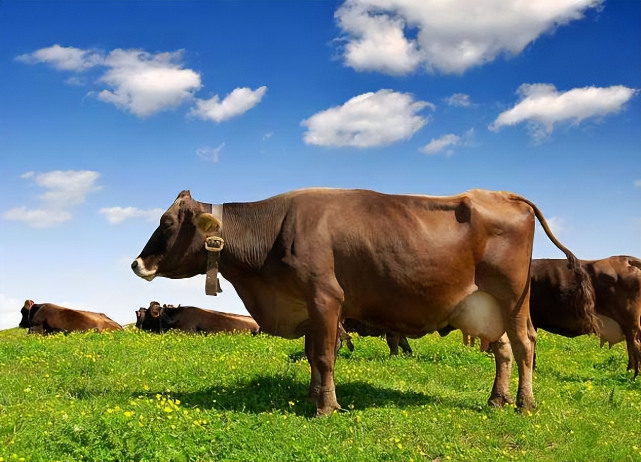 How to feed the cows faster?What is easy for cows to feed?Do you know ...