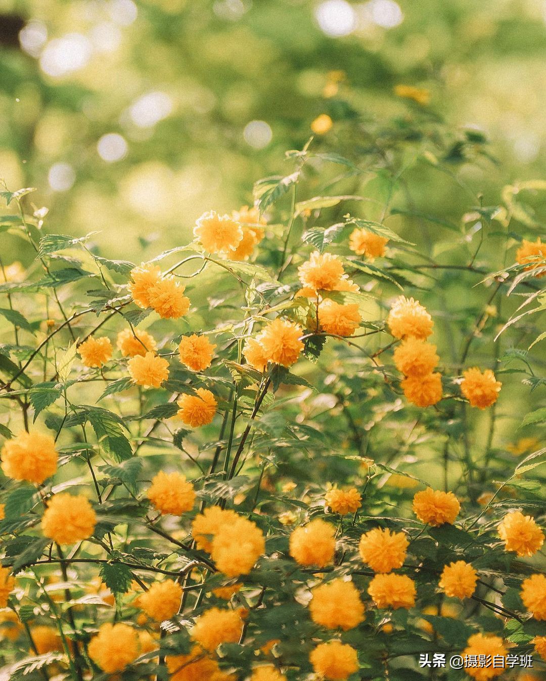 Choosing the right angle, taking flower photos is half the battle. Do ...