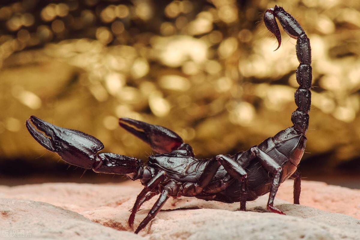 Where do scorpions live? What to put in the house can repel scorpions ...