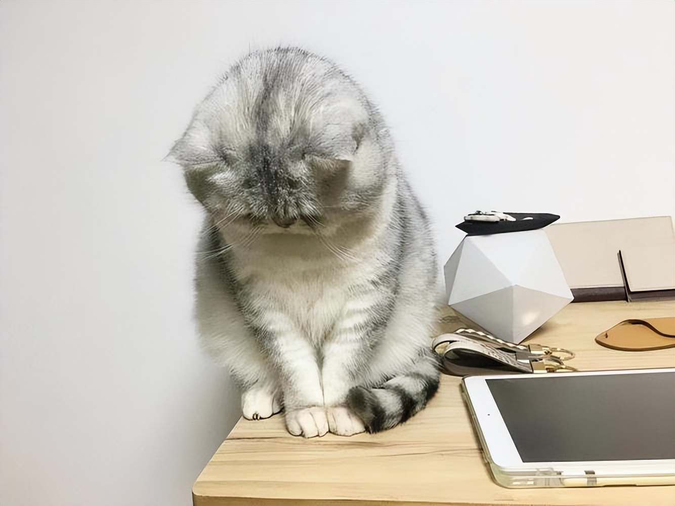 The 7 major manifestations of cats "admitting their mistakes", which ...