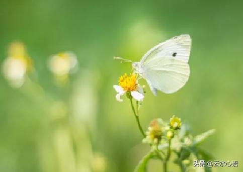 Yang Wanli's "Winter Warm" is simple and natural, and the couplets are ...