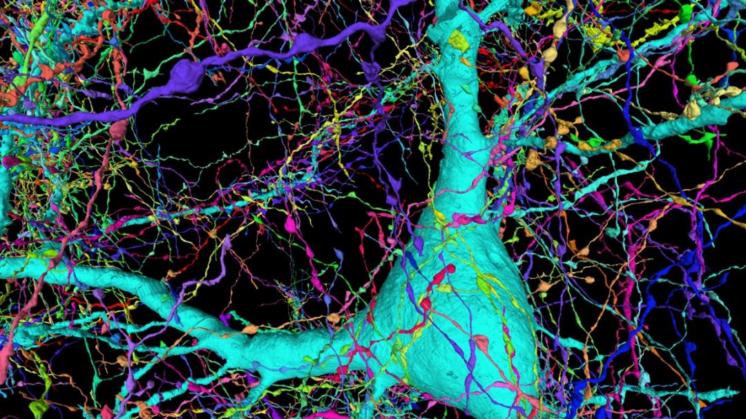 Nature article: Five areas of biological image analysis being ...