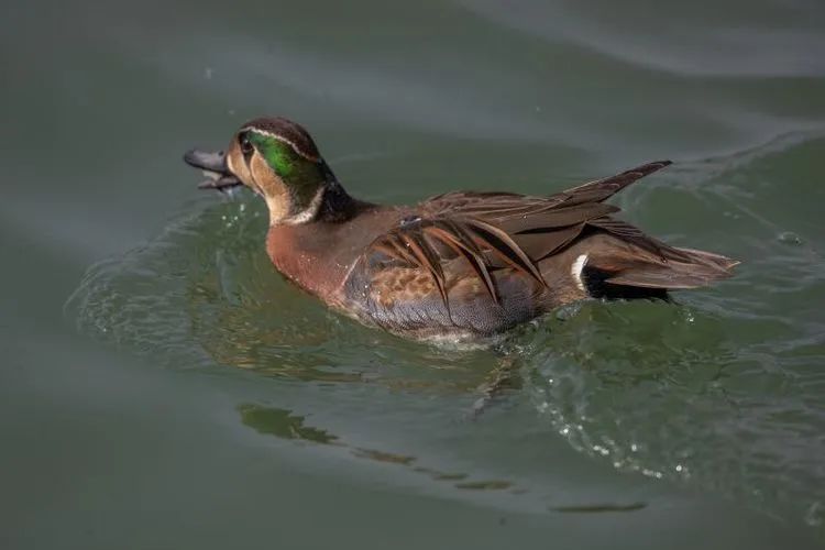 Bird Watching: Painted Duck / Fu Zibo Photography - iNEWS