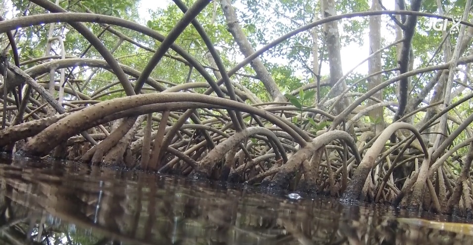 French scientists discover the world's largest bacteria!A single ...