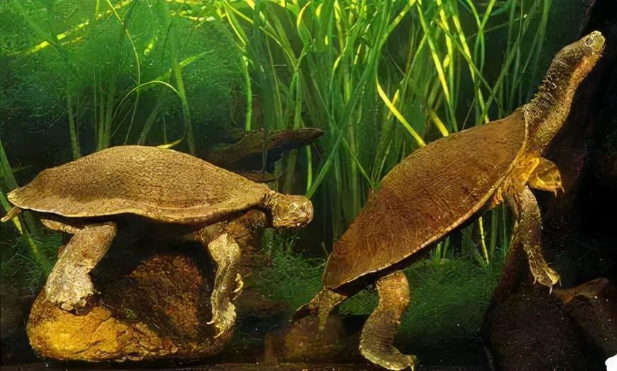 Breathing from your butt? "Teenage Mutant Ninja Turtles" can live ...