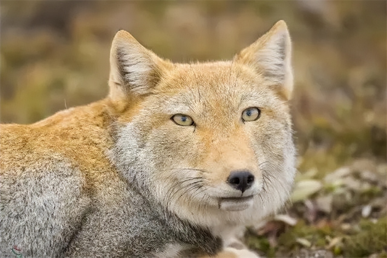 Tibetan herdsmen help Tibetan fox cubs escape. When herdsmen are ...