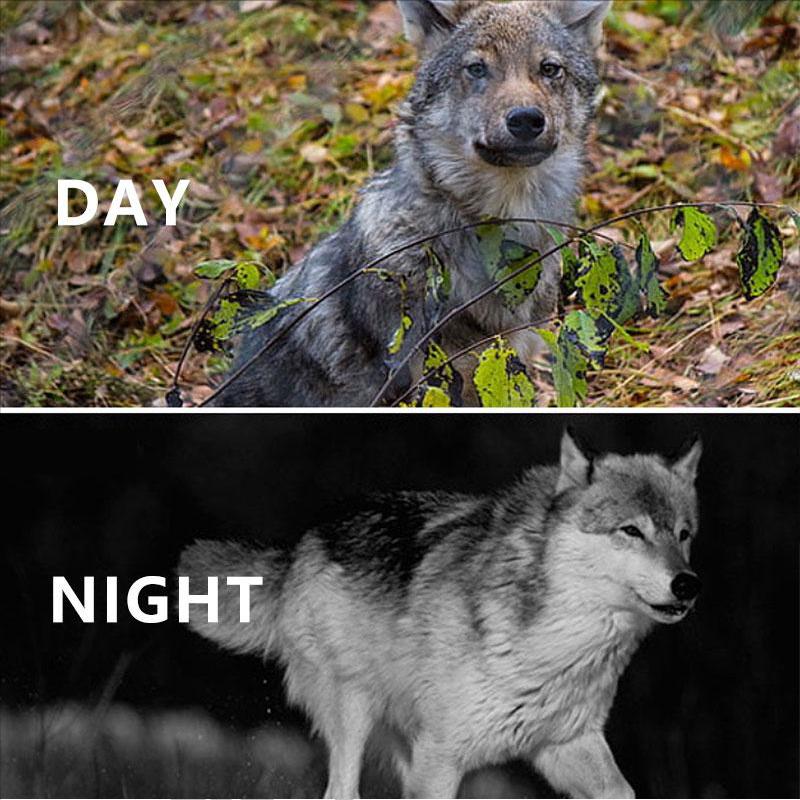 Mid-to-high-end quality entry-level digital night vision device ORPHA DB550+ - iNEWS