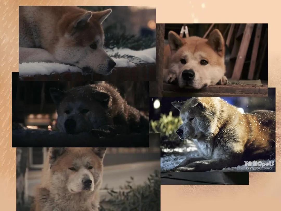 "The Story of the Loyal Dog Hachiko" - Love is Loyalty and Waiting - iMedia