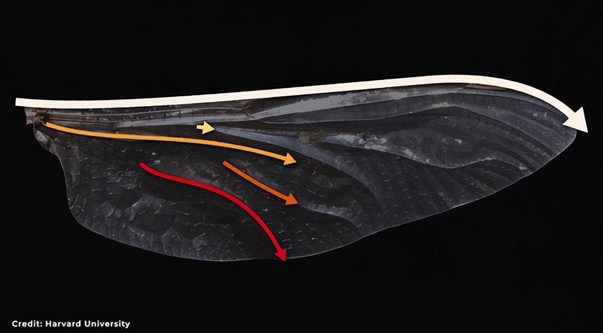 The most efficient and powerful insect hunter - iNEWS