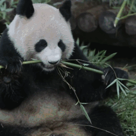 The giant panda, known as the iron-eating beast, is a carnivore that ...