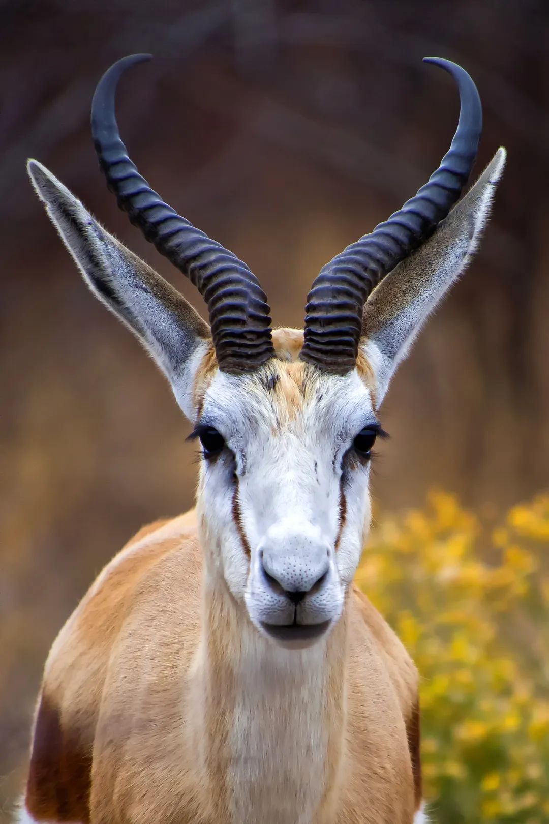 springbok - iNEWS