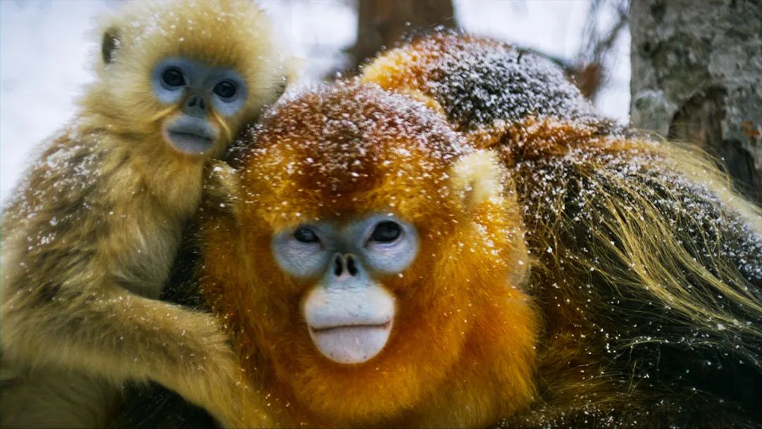 Let's get closer to the joys and sorrows in the golden monkey kingdom ...