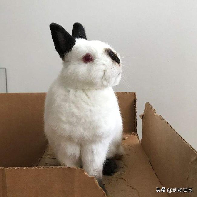 Species Encyclopedia: Himalayan Rabbit - iNEWS