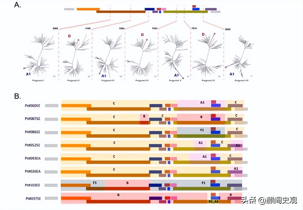 What methods and materials are used to detect the genes of the Roma ...