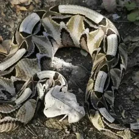 Strange Viper - iNEWS