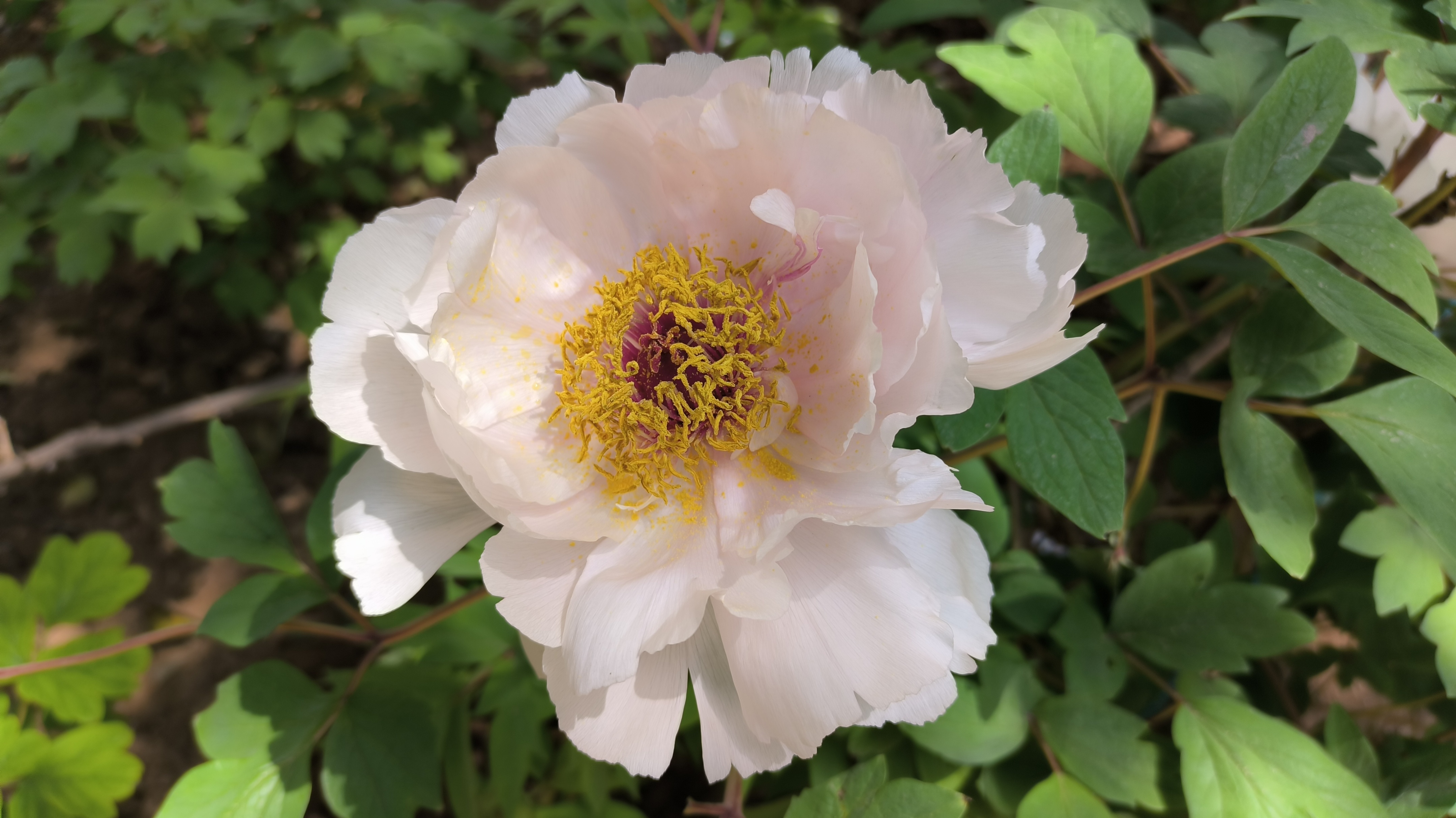 How much do you know about Luoyang peonies? - iMedia