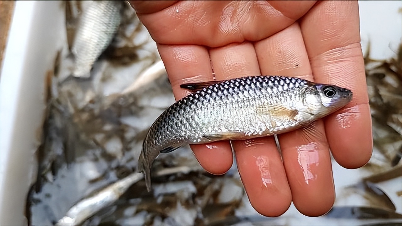 Doctor: Please stop using these 5 kinds of fish, or contain ...