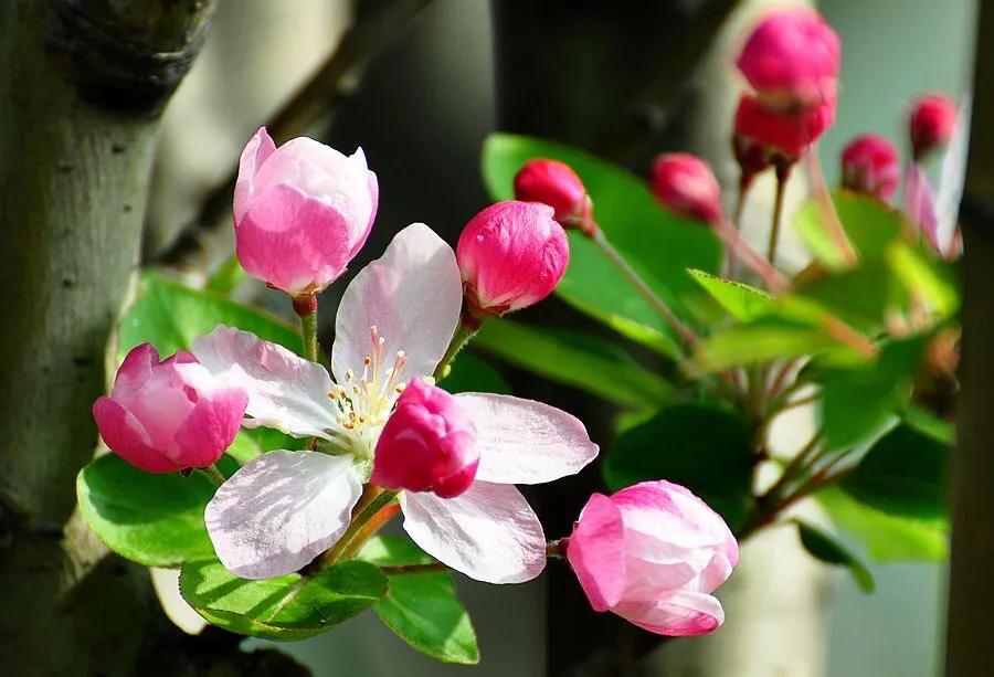 Xifu Begonia ~ The buds are a little bit rouge, the flowers are white ...