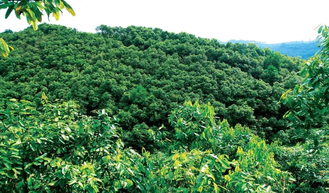 Luo Ding: A piece of bark leverages an output value of 2 billion! - iNEWS