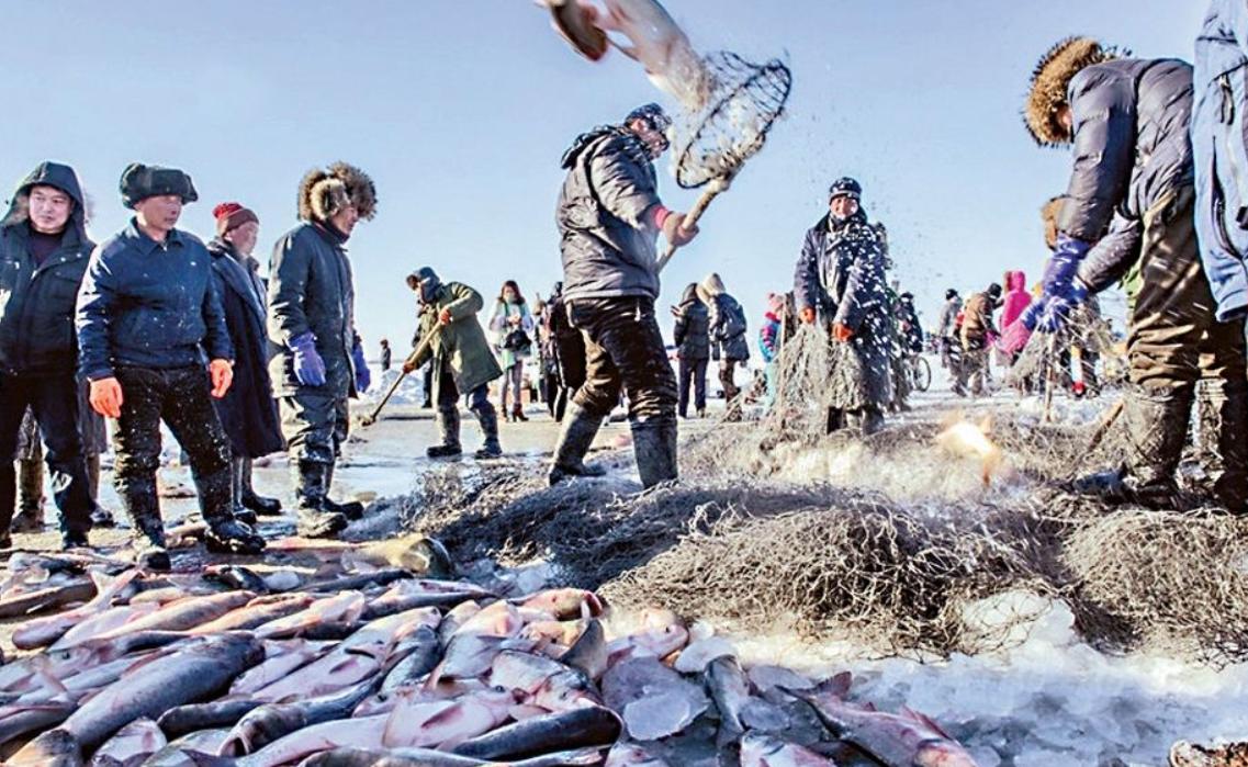 All the fish in Chagan Lake are bath fish? Just look at the farming and ...