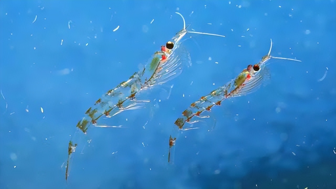 Antarctic krill has become a strategic resource, attracting competition ...