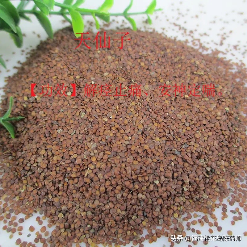 Plant-based poisonous traditional Chinese medicine (part 2)—② - iNEWS